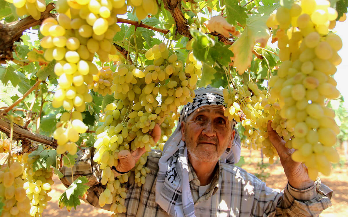 The Enab/Grape Harvest Season– Darzah